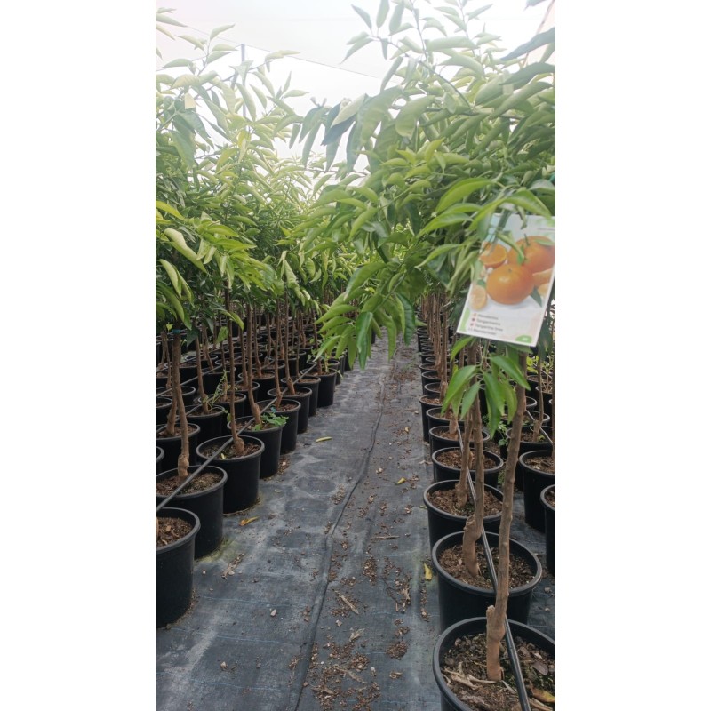 Mandarino Clemenules al Por Mayor – Maceta de 10L